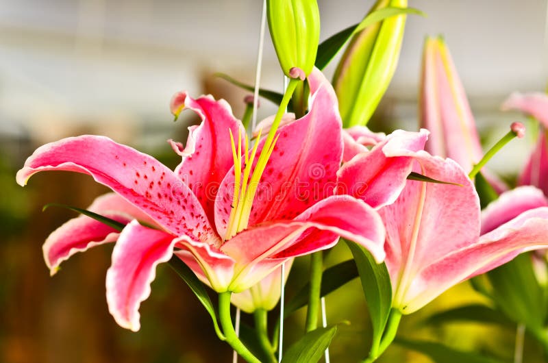 Easter Lily Vine stock image. Image of flower, lily, bridging - 29455959