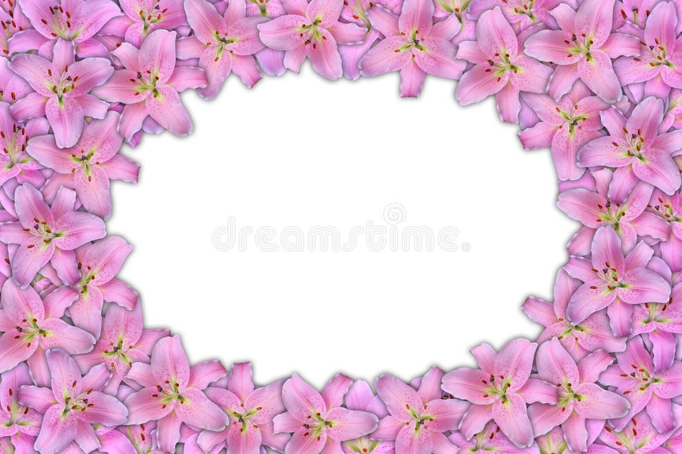 Lily frame stock photo. Image of blossom, bloom, decorative - 247043658