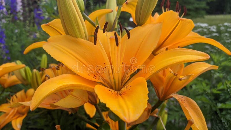 Day Lily In Full Bloom, Yellow Stock Image - Image of bloom, color ...
