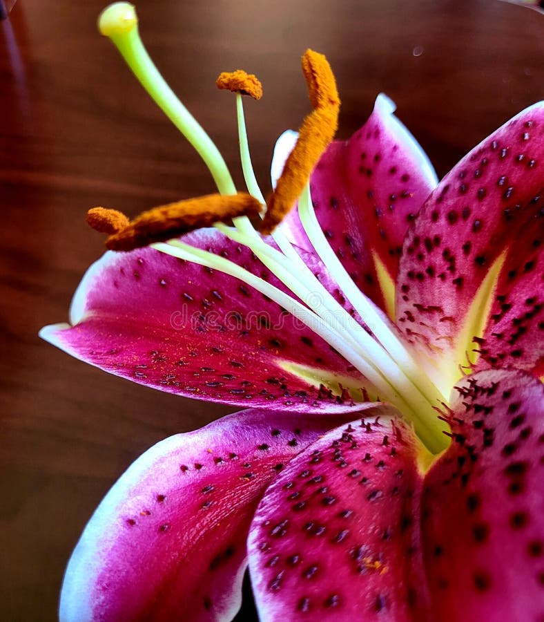 Lily in full bloom stock photo. Image of purple, organ - 252152648