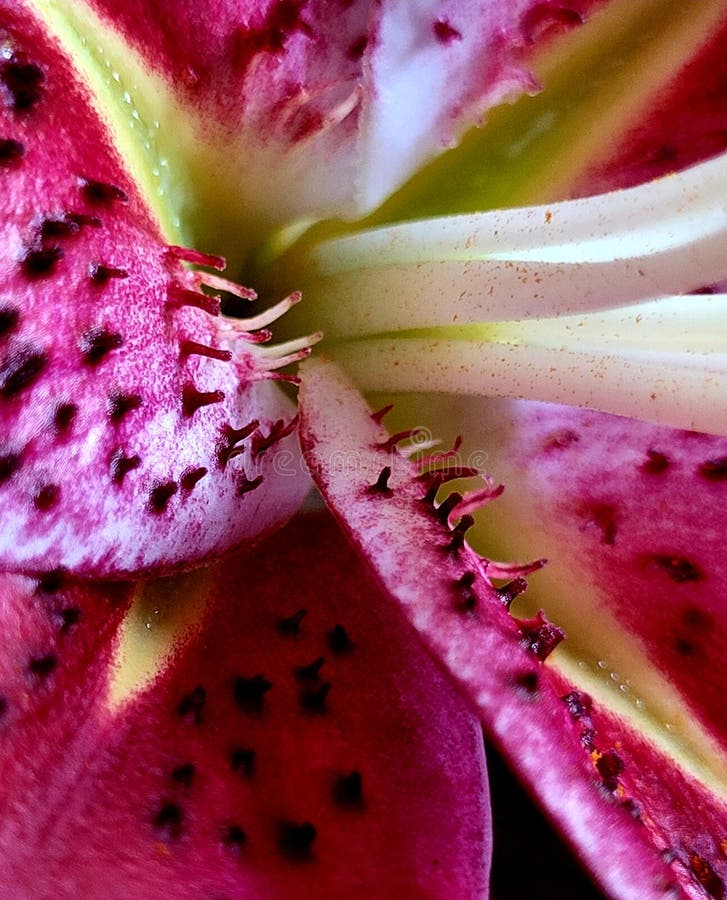 Lily in full bloom stock photo. Image of plant, blossom - 252152656