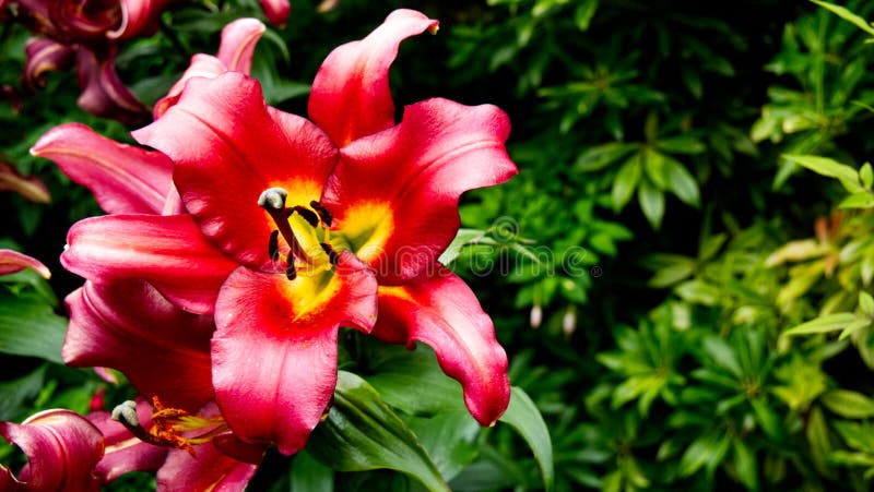 Lily in full delight stock image. Image of color, reflect - 190662351