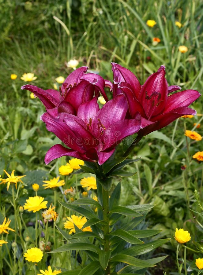 Lily garden stock image. Image of nature, plant, stalk - 10790017