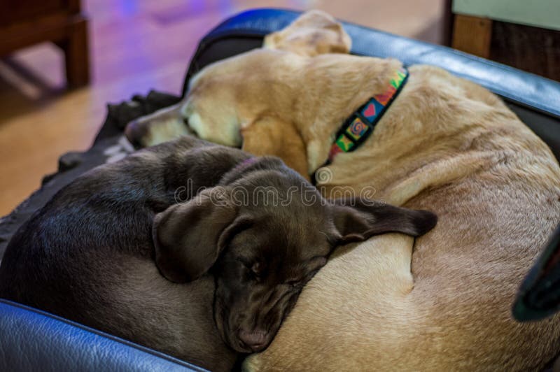 Lily and Hope stock image. Image of arkansas, chocolate - 68508119