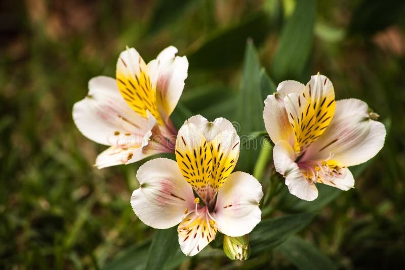 Lily of the Incas in the Garden Stock Photo - Image of detail, flower ...