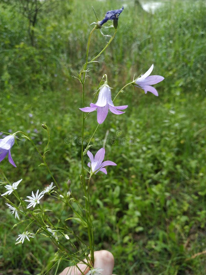 Lily in June Field stock photo. Image of petal, lawn - 221330816