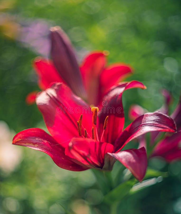 Lily stock image. Image of lily, grass, beauty, plant - 265355823