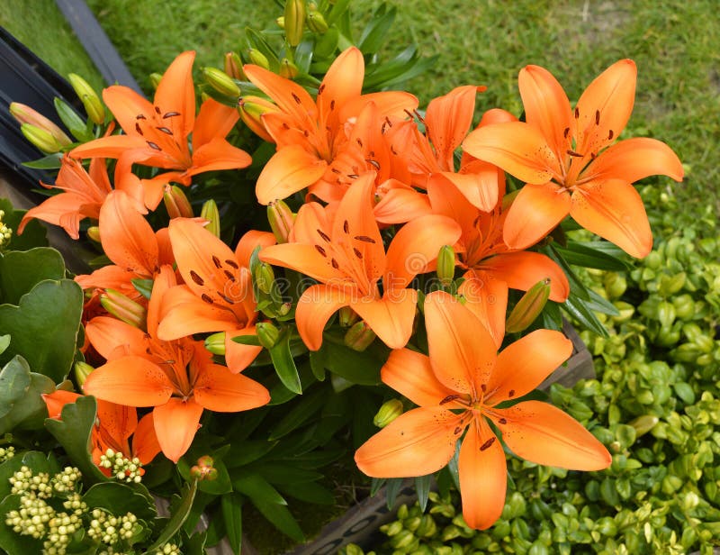 Lilium Orange Pixie Flowers Stock Photo - Image of carpel, anther ...