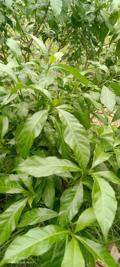 The lily Leaf stock image. Image of invernment, green - 250738727