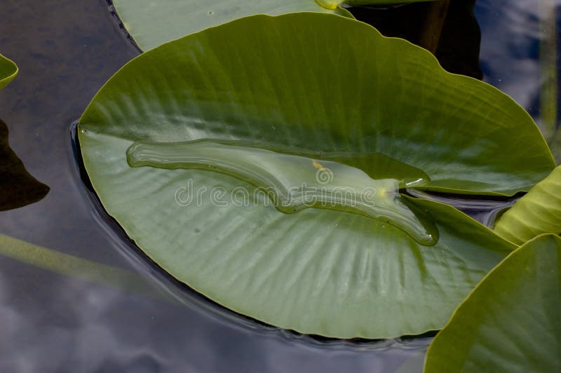 Lily leaf in the water stock photo. Image of lily, green - 208064