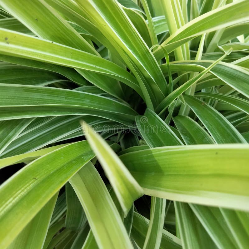 Lily Leaves, Theme Texture and Wallpaper Stock Photo - Image of food ...