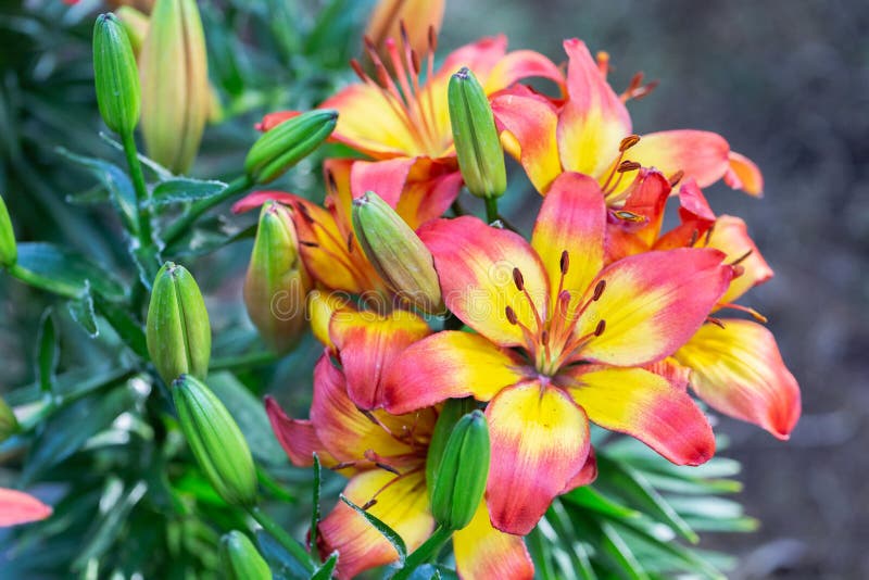 Lily or Lilies flower stock image. Image of stamens - 158896901