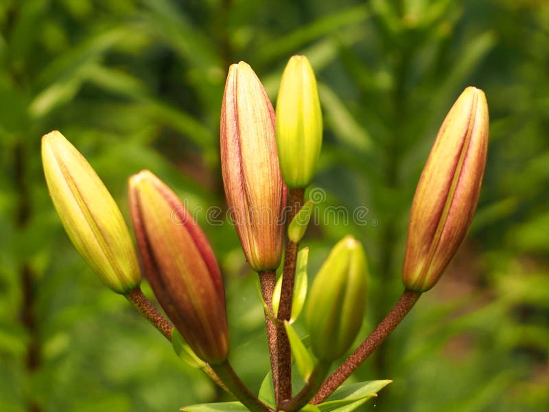 Lily or Lilium Species on Bud Stock Photo - Image of lilium, species ...