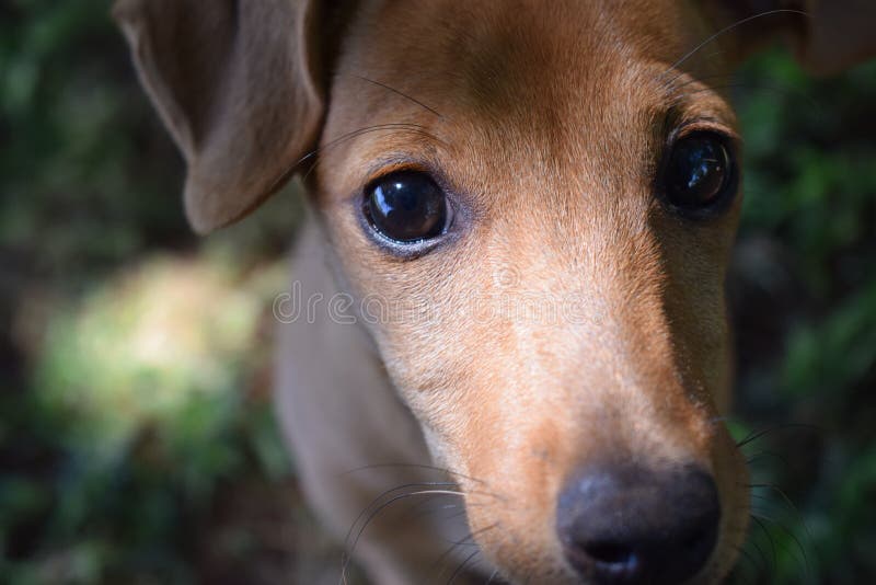 Lily stock image. Image of nature, lily, animal, precious - 123306617