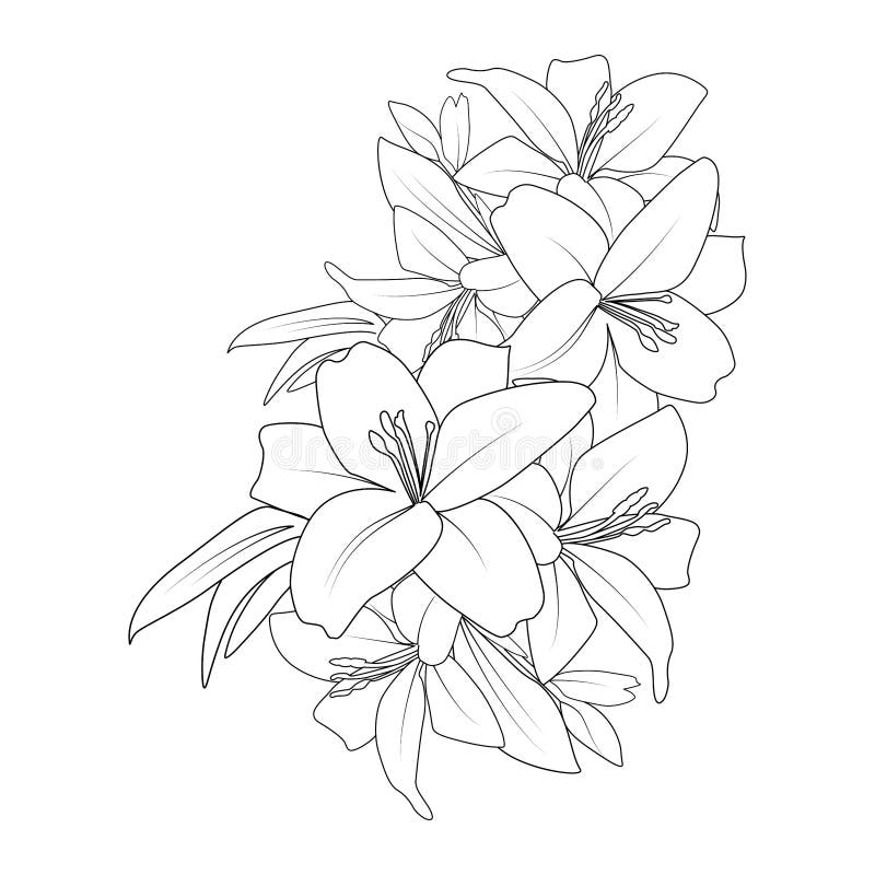 Lily Line Drawing Vector of Flower Coloring Page Drawing for Printing ...