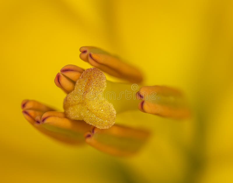 Lily Love II stock image. Image of pretty, growing, closeup - 83236539