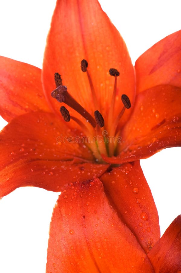 Lily macro stock photo. Image of blossom, petal, leaves - 14968088