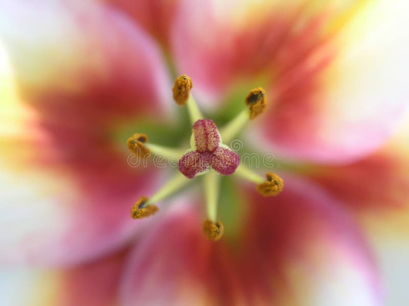 Lily In Macro Picture. Image: 4779115