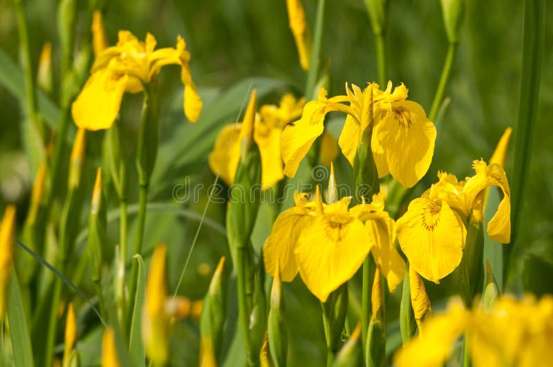 Lily marsh stock photo. Image of flora, romagna, lily - 41032116