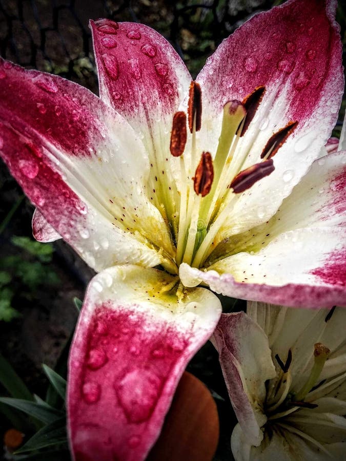 Lily in nature stock photo. Image of drops, spring, nature - 143273856