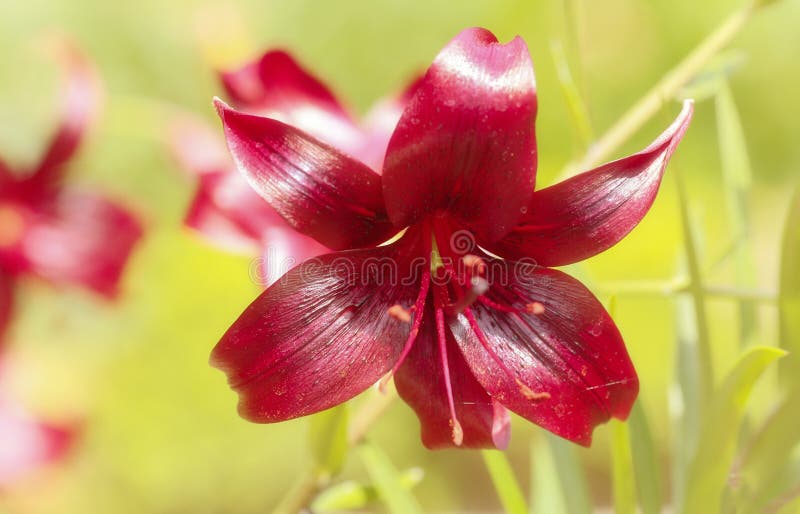 Lily Night Flyer foto de archivo. Imagen de fondo, verde - 120792440