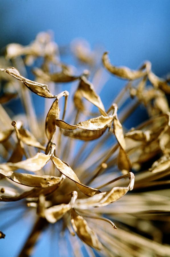 Withering Lily of the Nile - Macro Stock Photo - Image of death ...