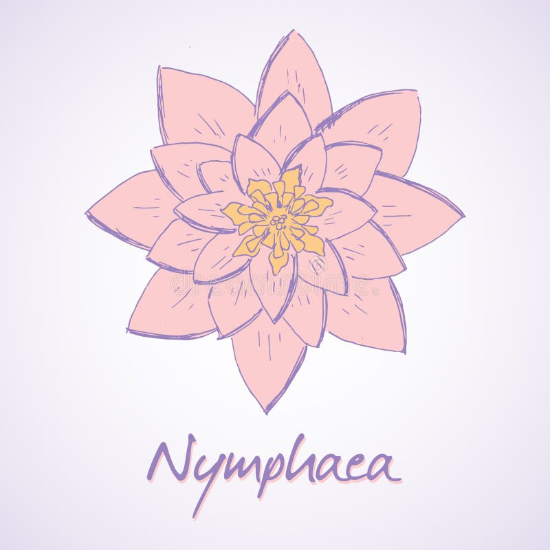 Lily (Nymphaea) stock vector. Illustration of love, majestic - 55420873