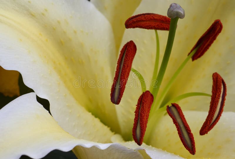 Open Lily in the Middle of Three Lily Leaves in a Natural Pond Near ...