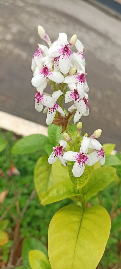 Lily Orchids Growing in the Yard Stock Photo - Image of herb, yard ...