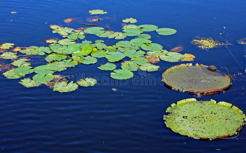 Lotus pond in the rain stock photo. Image of lily, nymph - 4665724