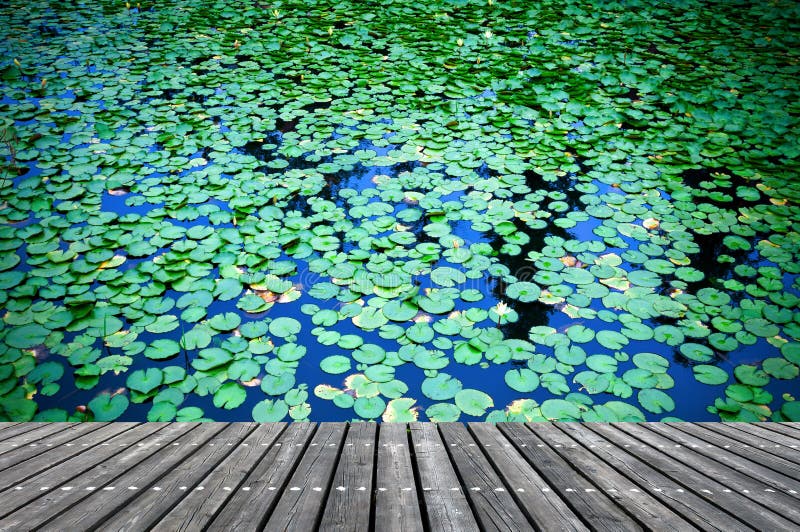 Lily Pad Background stock photo. Image of plants, flower - 26457604