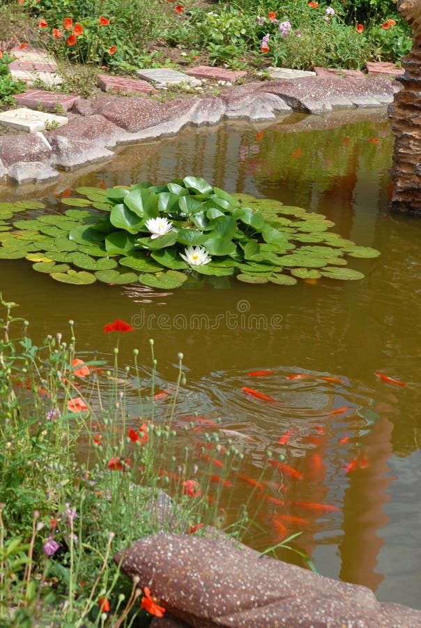 Lily Pad Background stock image. Image of pond, aquatic - 34565615