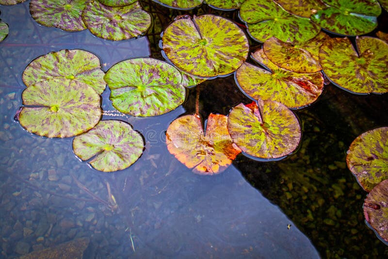 Lily Pad Background Top Down with Room for Copy - Bottom of Pool Seen ...
