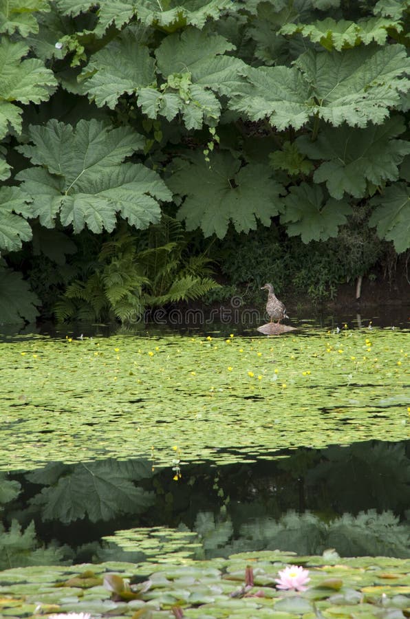 Lily pad duck pond stock photo. Image of flowers, plant - 43007038