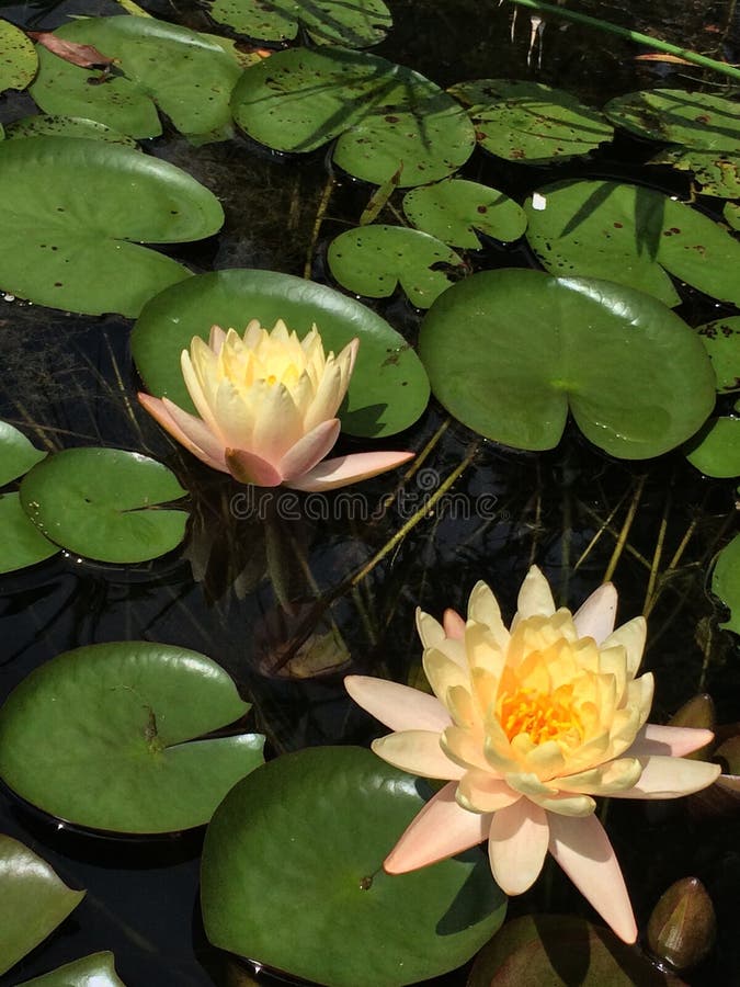 Lily Pad Flower stock image. Image of lily, flower, pond - 42895639