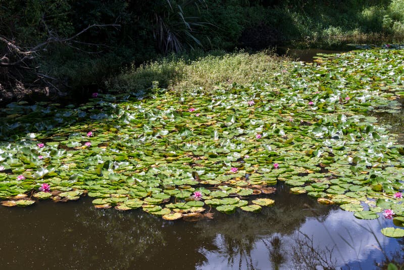 Lily-pad Pond Wide Angle stock image. Image of beautiful - 109635999