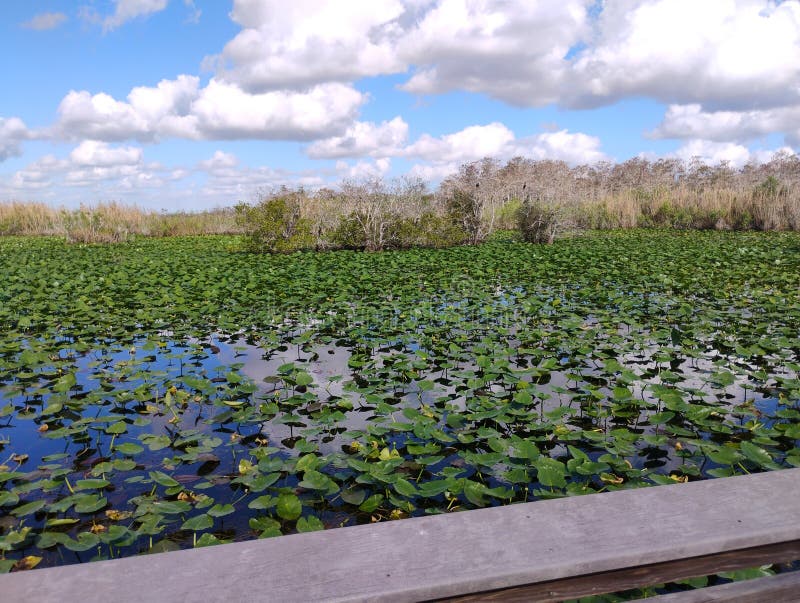 Lily Pad Swamp Land in Everglades Florida Stock Photo - Image of ...