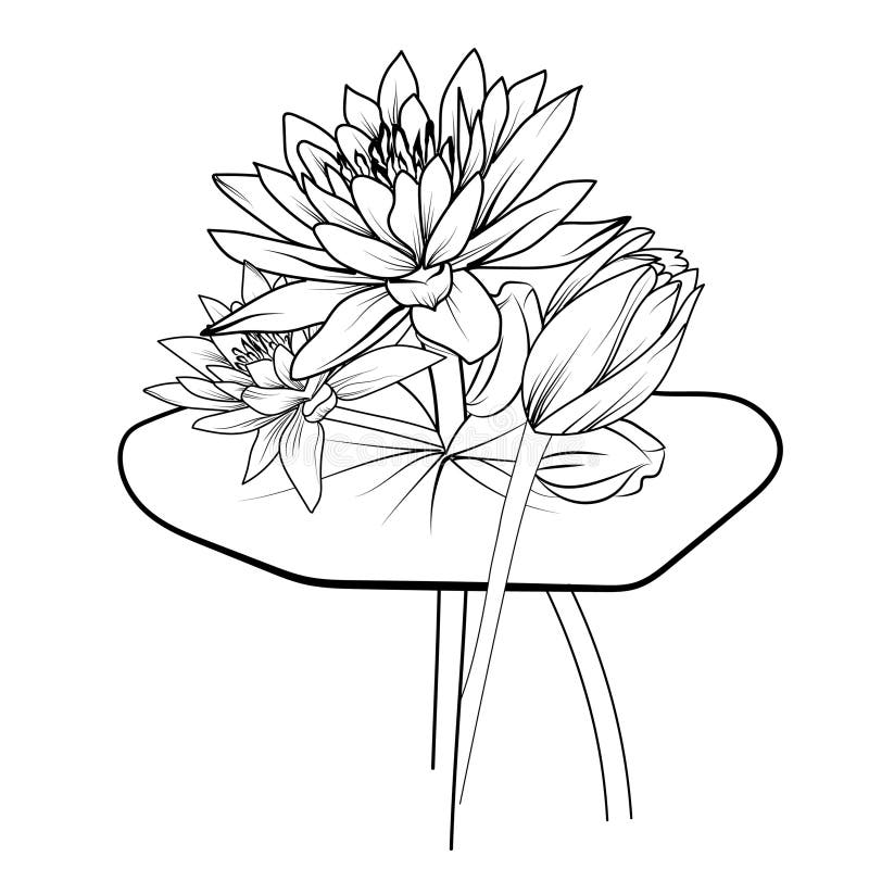 Lily Pad Water Lily Drawing Simple Lily Pad Drawing Simple Easy Water Lily Drawing Water Lily