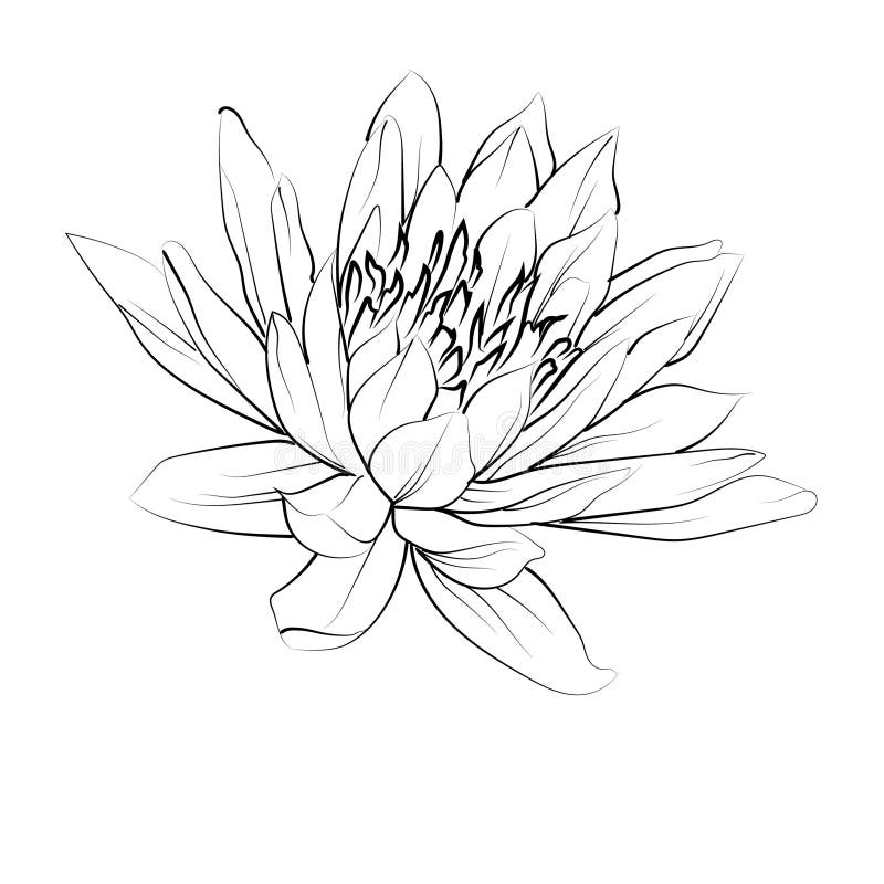 Lily Pad Water Lily Drawing Simple Lily Pad Drawing Simple Easy Water Lily Drawing Minimalist