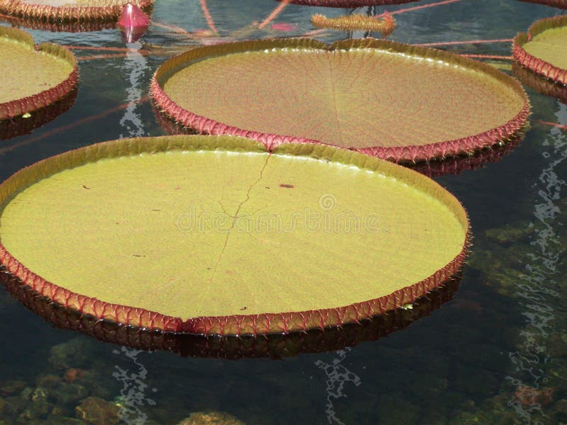 359 Lily Pad Stem Stock Photos - Free & Royalty-Free Stock Photos from ...