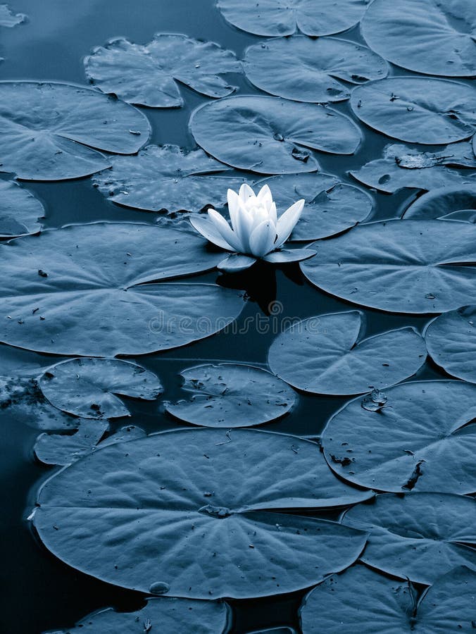 Lily pads stock image. Image of digital, accent, natural - 7178935