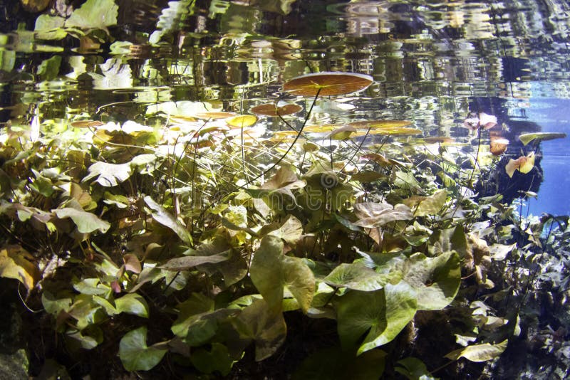 Underwater View Lily Pads Stock Photos - Free & Royalty-Free Stock ...