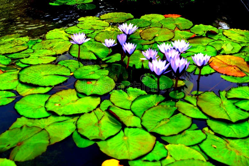 Lily pads stock image. Image of travel, lily, water, waterflower - 87706453