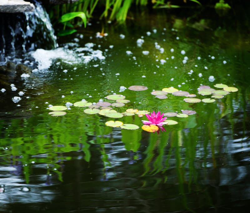 Lily Pads E Ninfea in Uno Stagno Fotografia Stock - Immagine di sfondo ...