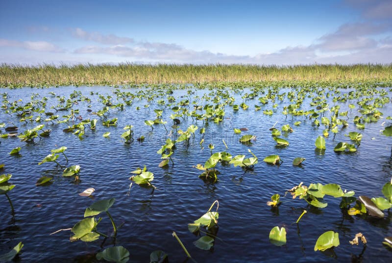 Lily Pads in the Everglades Stock Photo - Image of florida, pads: 60979576