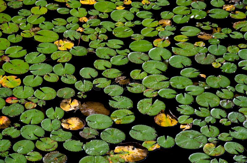 Lily Pads Floating in Water Stock Image - Image of green, pattern: 70406213