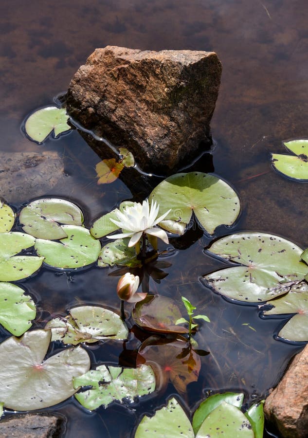168 River Scene Lily Pads Stock Photos - Free & Royalty-Free Stock ...