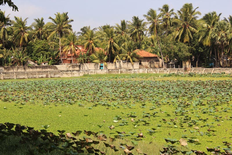 Lily Pads and Palm Trees... Stock Photo - Image of coconut, lily: 27521982