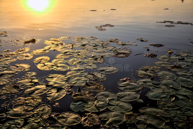 Lily Pads on the Surface of a Lake Lit by the Sun at Twilight Stock ...