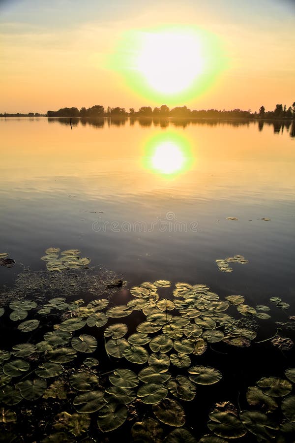Lily Pads on the Surface of a Lake Lit by the Sun at Twilight Stock ...